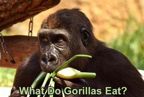 Gorilla On Steroids