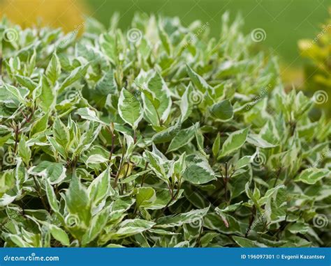 Ficus Benjamin Leaves In Nature Landscaping Elements Stock Image