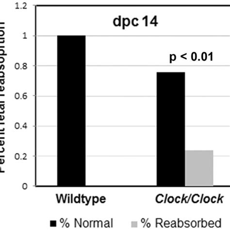 The Rodent Estrous Cycle In The Mouse Ovulation Occurs Every