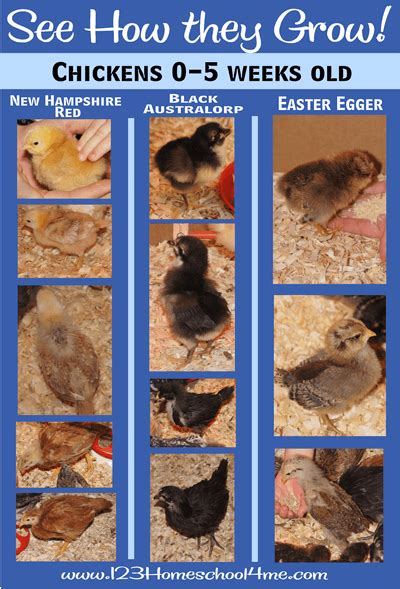 See How Chicks Grow Week By Week