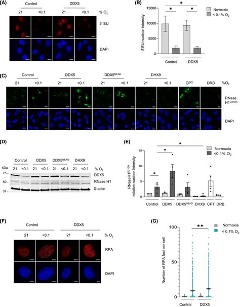 Rescuing Ddx5 Expression In Hypoxia Leads To Accumulation Of R‐loops