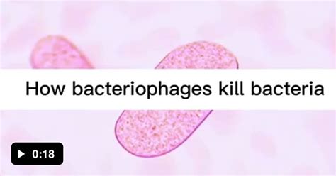 How Does Bacteriophage Kill Bacteria Under Microscope 9gag
