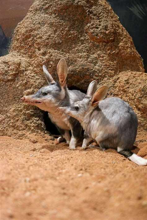Greater Bilby Dreamworld