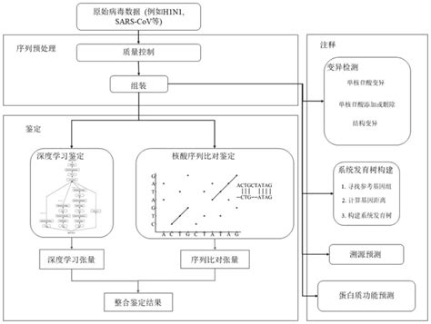 automatic analysis method and system for virus sequencing sequence