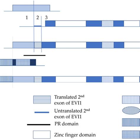 Diagram Illustrating The Relationship Between Evi1 Mds1 Evi1 And