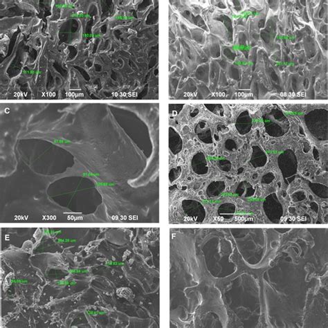 Pdf Fabrication Of Biocompatible Porous Scaffolds Based On Hydroxyapatitecollagenchitosan