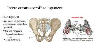 Sacroiliac Pptx