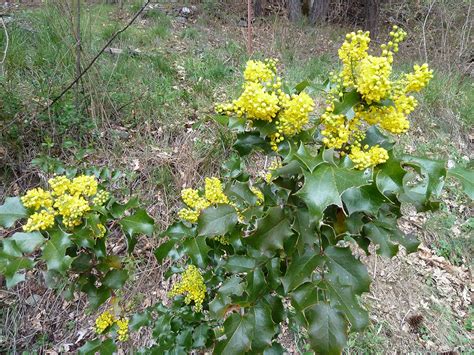 Types Of Plants In Oregon At John Parks Blog