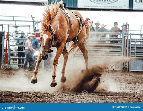 Wild Horse Bucking Bucking Buckskin