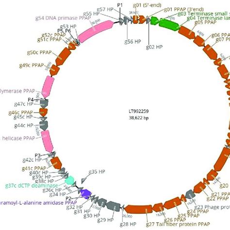 Position Of Fd1 In The Phage Proteomic Tree Generated By Viptree 40