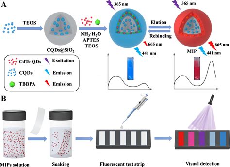 Schematic Illustration Of The Fabrication Process Of The Molecularly Download Scientific