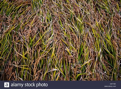 Oryza Sativa Stock Photos & Oryza Sativa Stock Images - Alamy
