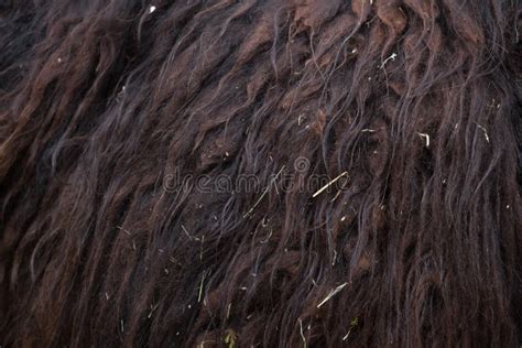 Llama Lama Glama Fur Texture Stock Image Image Of Andean Camelids