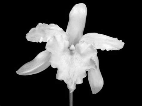 Pin De ̸̎͞ ̄͆̅ ̎ ̎̿͞͞͞͞͞͞͞͞ι̚━─ En ⠀ ⬤⬮ ⃛ ᭨ ͏ ͏ ͏𝓷𝓮𝓯𝓮𝓵𝓲𝓫𝓪𝓽𝓪 ͏ ͏