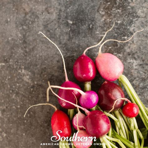 Easter Egg Radish 250 Seeds