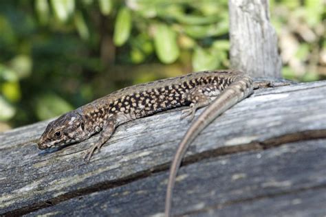 15 Tipos De Lagartijas Nombres Y Fotos