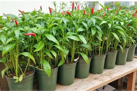 Pepper Companion Plants Science Backed Pairings For Healthier Harvests