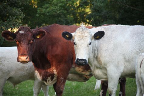 Beef Master Class Cambridge Cookery