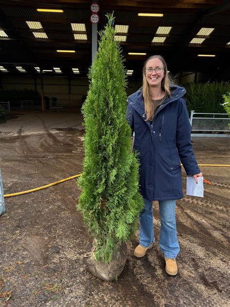 Thuja Hedging — Grasslands Nursery