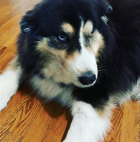 Greater Swiss Mountain Dog Husky Mix