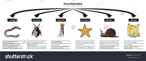 Invertébrés Animaux Diagramme Infographique De Classification Illustration De Stock 738415537