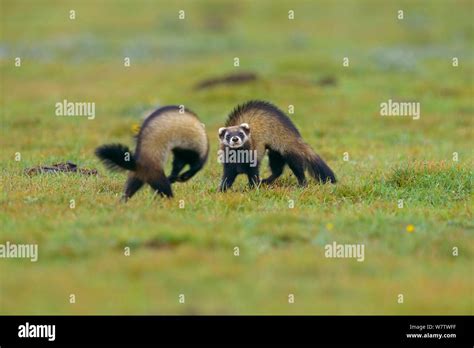 Steppe Polecats Mustela Eversmanii Playing Ruoergai National Nature