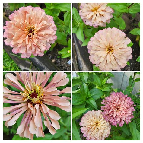 Dahlia Tubers For Sale 535 Plants And Seedlings Ypsilanti