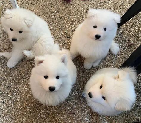 15 Adorable Photos Of Samoyed Puppies With Pure Beauty