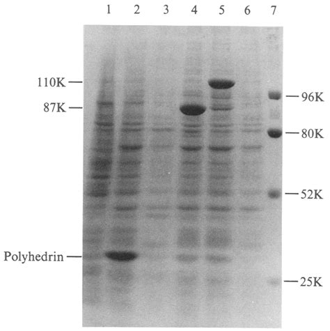 Expression Of Cpmv Sequences By Recombinant Baculoviruses S