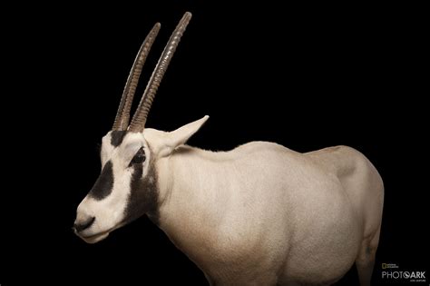 Photo Ark Home Arabian Oryx National Geographic Society