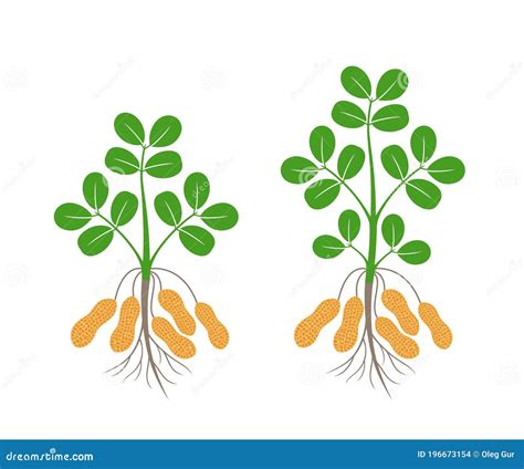 Peanut Plant Plant With Roots And Tubers Flowers And Leaves Legumes