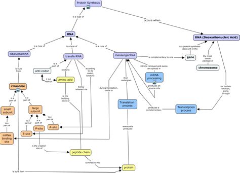 Protein Synthesis