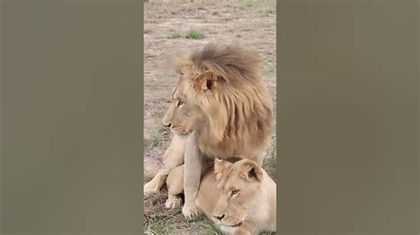 Lions Mating Lions Reproduction Lions Best Mating Video Lions