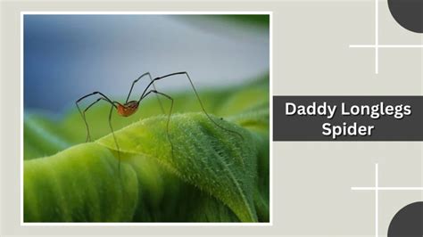 20 Types Of Common Spider In House Identification With Picture