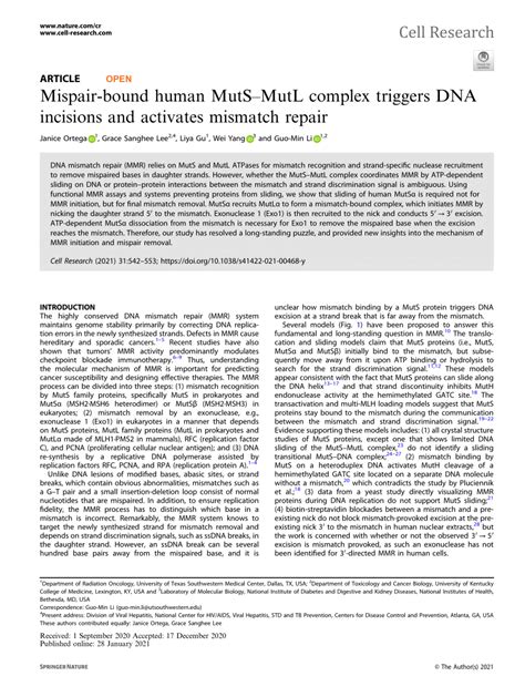 Pdf Mispair Bound Human Mutsmutl Complex Triggers Dna Incisions And
