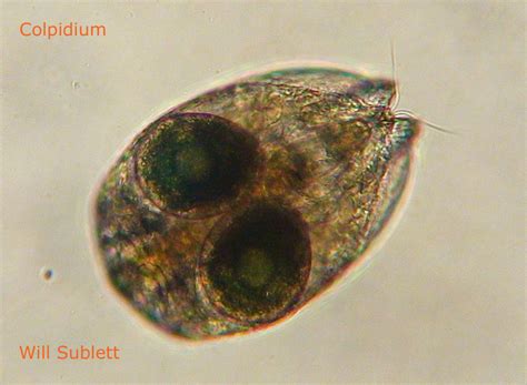 Papa Dont Take No Mess