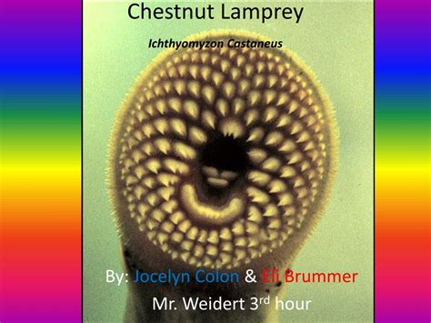 Ppt Chestnut Lamprey Ichthyomyzon Castaneus Powerpoint Presentation