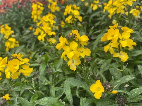 Drumary Nurseries Enniskillen