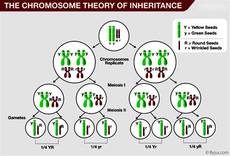 Chromosomal Theory Of Inheritance Understanding Genetics And Heredity