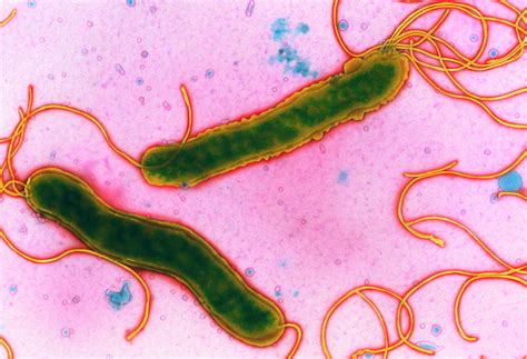 Tem Of Helicobacter Pylori Bacteria Photograph By Science Photo Library