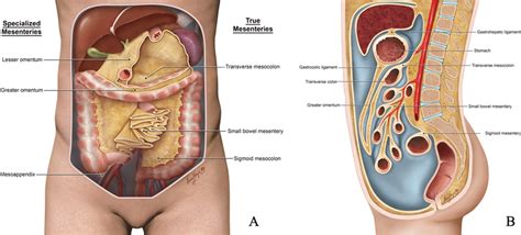 Anterior And Sagittal Sections Of The Abdominal Cavity The Mesentery