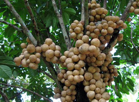 TERAKREDITASI BUDIDAYA BUAH DUKU
