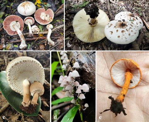 A Agaricus Xanthoderma Basidiomes In Their Natural Habitat B