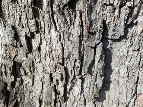Surface Bark Of A Tree Nature Images Stock Image Image Of Rough