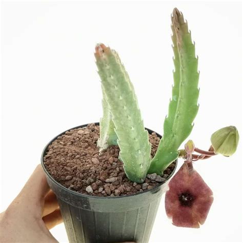 Stapelia Asterias Hybrid 12 Cm Asclepiadaceae Giromagi Vendita