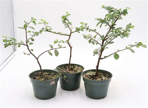 Bonsai Classes Schleys Bonsai