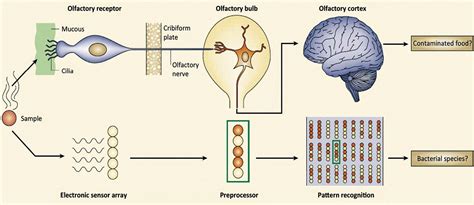 Electronic Senses To Touch Us All Must Read For You
