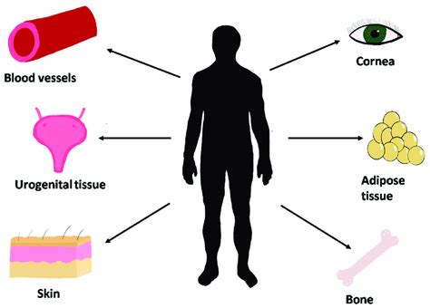 Types Of Tissues That Can Be Reconstructed By Tissue Engineering Using Download Scientific