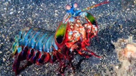 Peacock Mantis Shrimp Care Behaviour Diet Breed And Reproduce