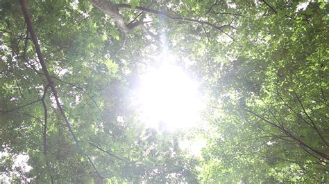 夏日树林阳光光影空境实拍视频视频实拍视频特效素材 千库网